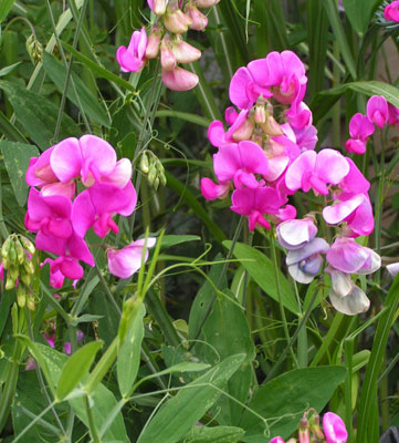 Tipe Bunga yang Baunya Paling Wangi di Dunia - AGUSTINA FLORIST SURABAYA