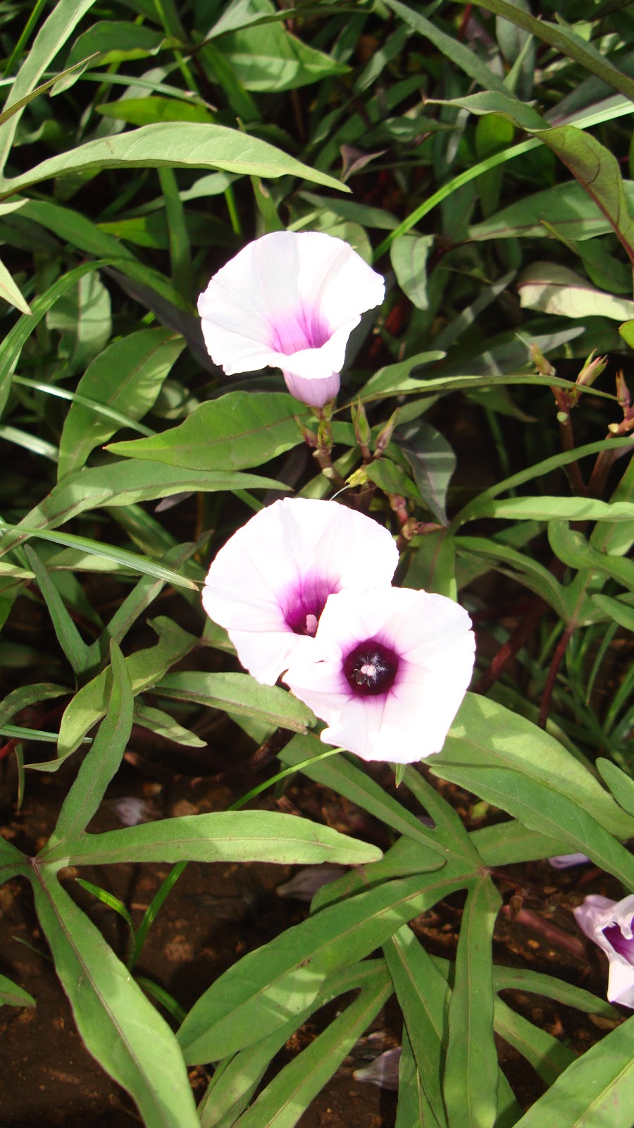 KES Outdoor Learning Center: Native Hawaiian Plants