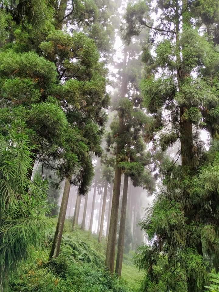 Indian Roadie: Road trip to Tabakoshi, about 8 kms beyond Mirik ...