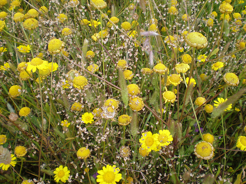 Plantas e Flores do Areal: Briza maxima L.; Briza media L.; Briza minor L.