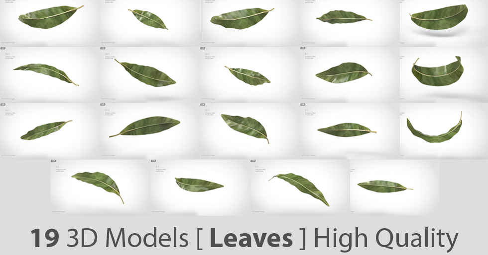 19 Model of Leaves - Very high quality | Layth Jawad