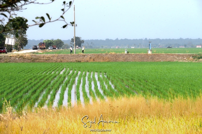 Agar Aku Tidak Lupa: SEKINCHAN & KUALA SELANGOR - PART 05 - PADI BOX
