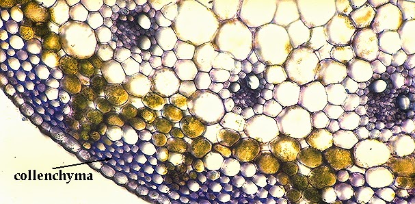 Biologi : Struktur Anatomi Kolenkim