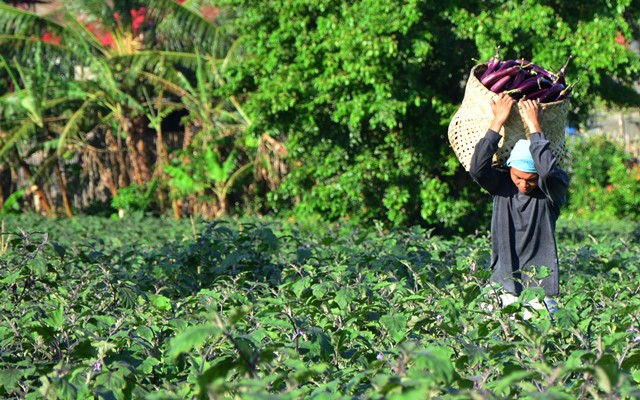 mybeautifulILOILO: Miagao: Eggplant Capital celebrates 1st Talong Festival