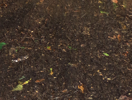 5 Acres & A Dream: Forest Garden: Poking Around in the Dirt