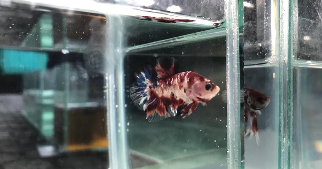 Ikan hias air tawar: Ready To sell Ikan Cupang Multi Color