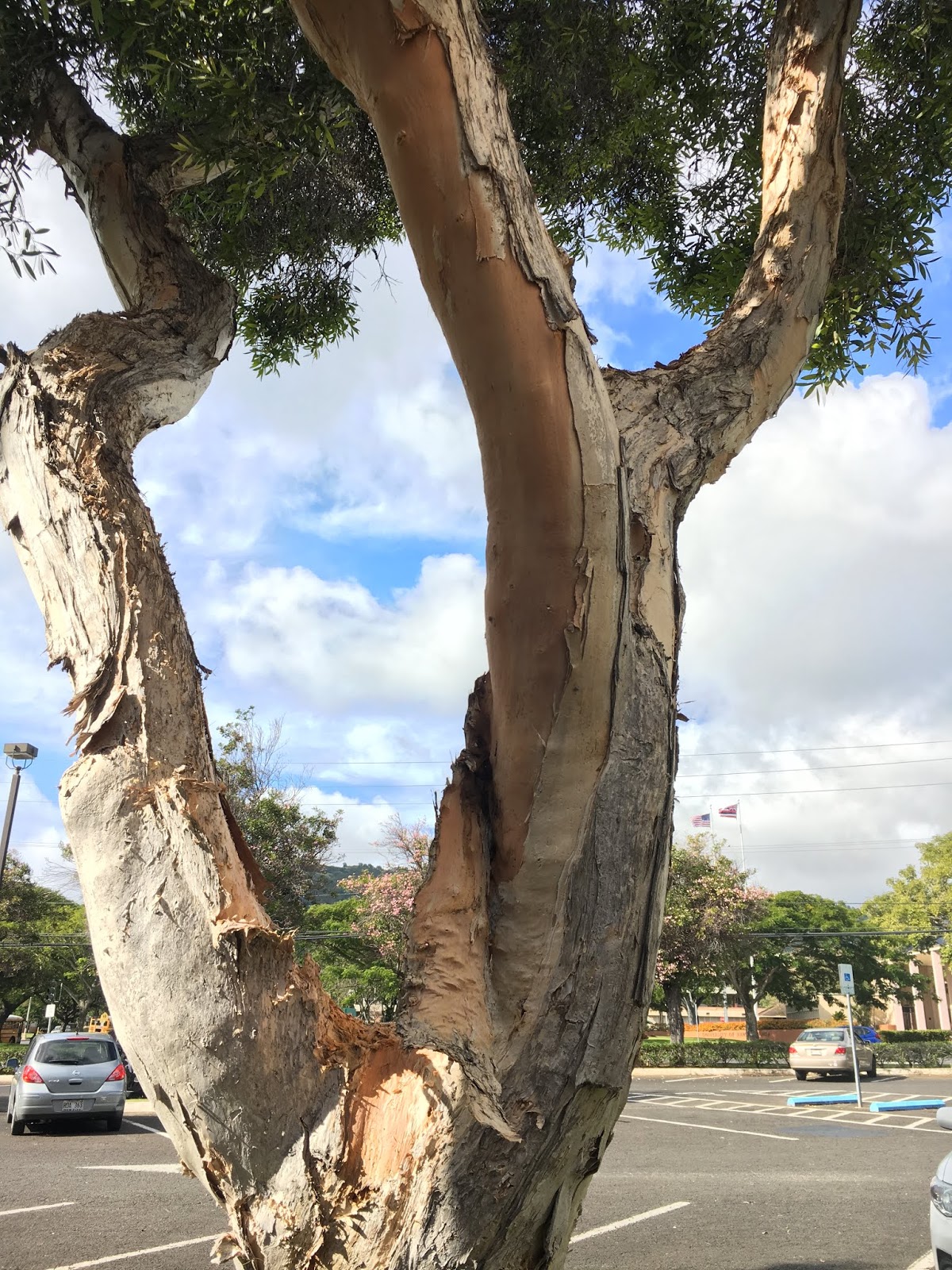 Melaleuca quinquenervia (Paperbark Tree)