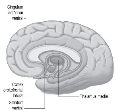 Blog Le Souffle du Menhir: Le cerveau triunique