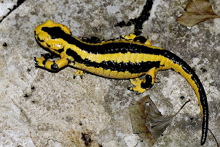 Urodelos; Urodela; Amphiuma; Caudata; Caudados; Enguia do Congo ...
