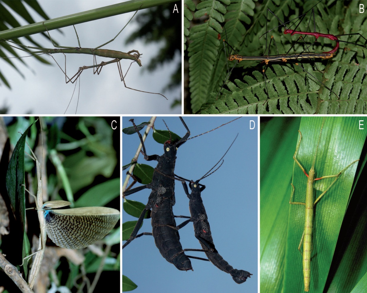 Species New to Science: [Entomology • 2019] Occidophasmata ...