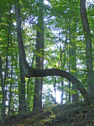 Cryptoforestry: The forest made human: the legacy of trail trees