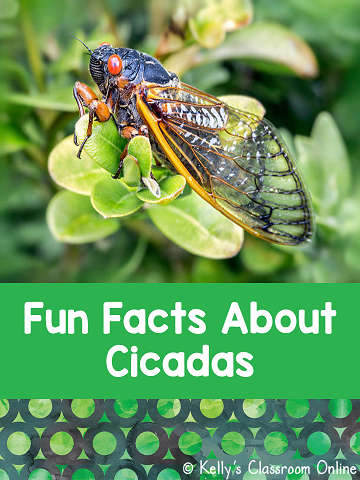 Kelly's Classroom Online: Fun Facts About Cicadas