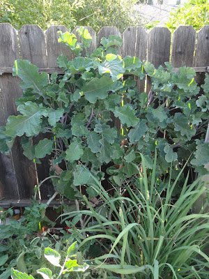 The Scientific Gardener: Tree Kale or Perennial Collards?