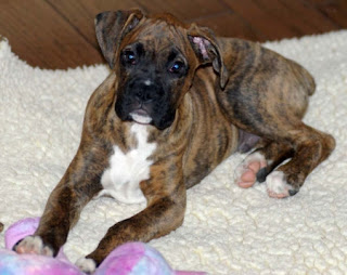 Beagle Boxer: Brindle Boxer Dogs