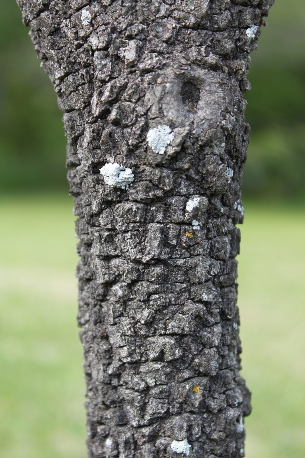 Centenary College Arboretum: Tree of the Week: Blackjack Oak (Quercus ...