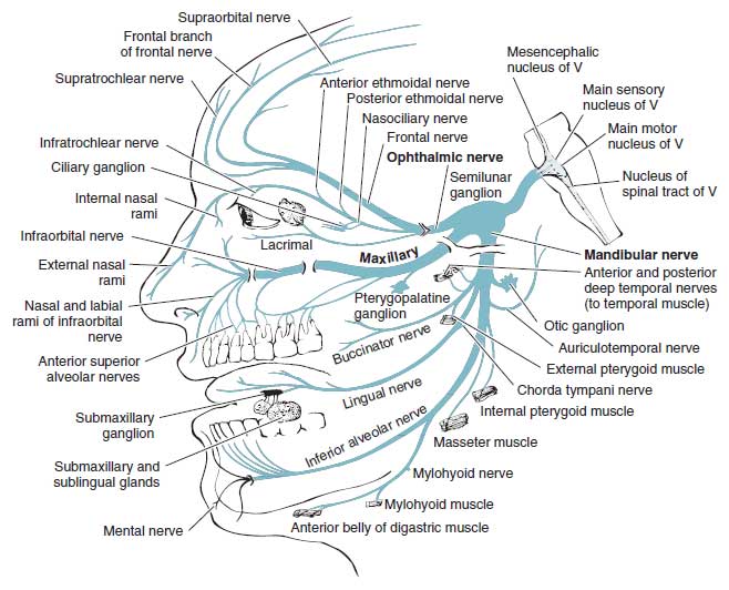 Trigeminal Neuralgia Case File