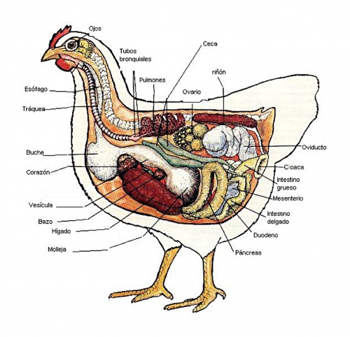 Info animales: SISTEMA DIGESTIVO DE LAS AVES