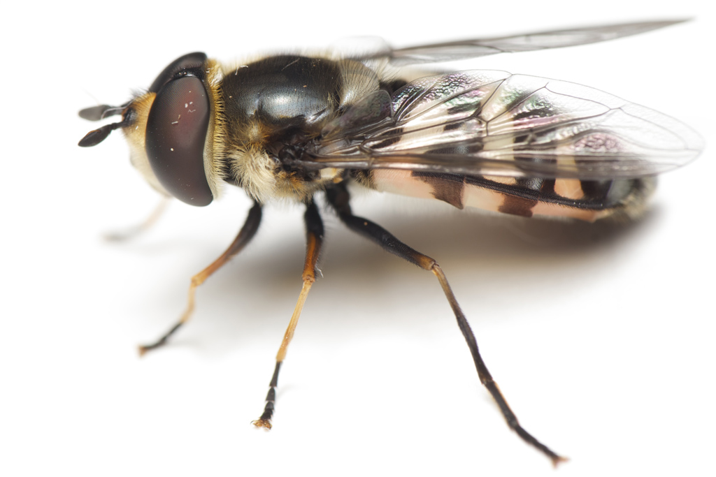 ムシをデザインしたのはダレ？: ヘリヒラタアブ Didea alneti ( FALLEN, 1817 )