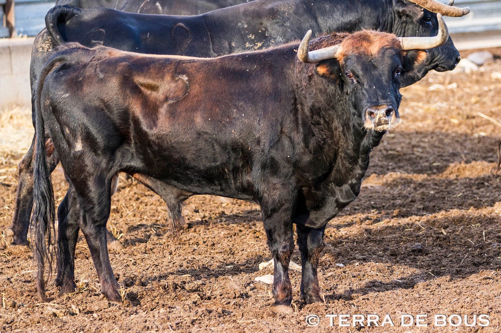 CERRILES PARA AGOSTO EN LA POBLA TORNESA