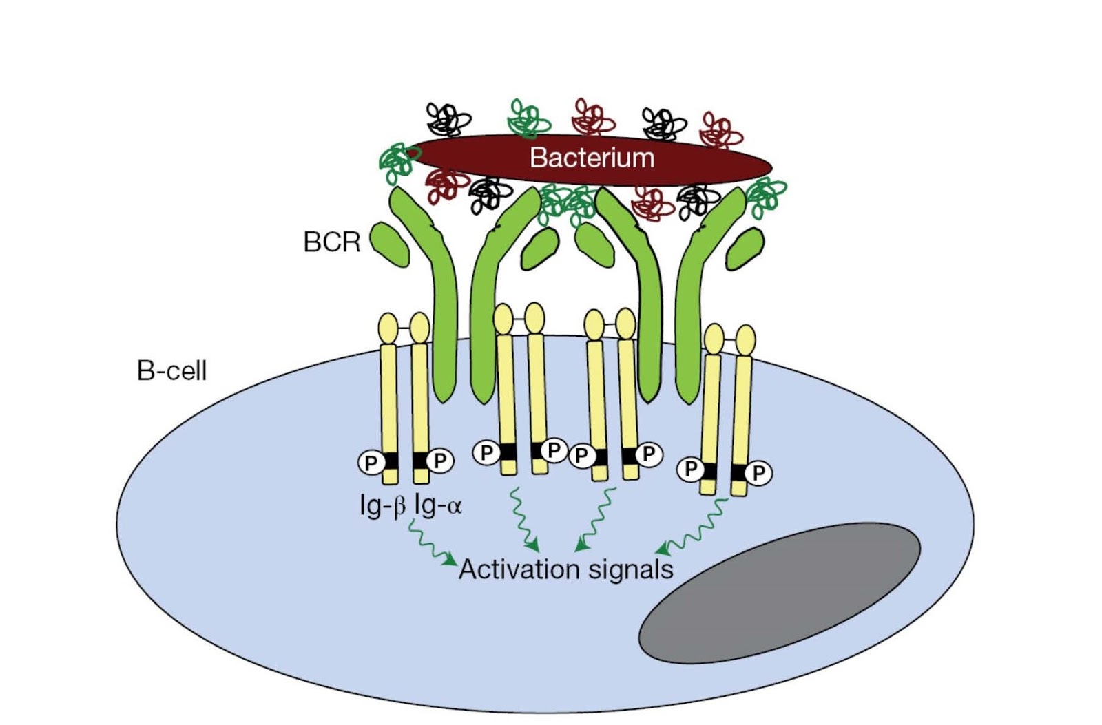 The B‐Cell Surface Receptor For Antigen (BCR) - pediagenosis