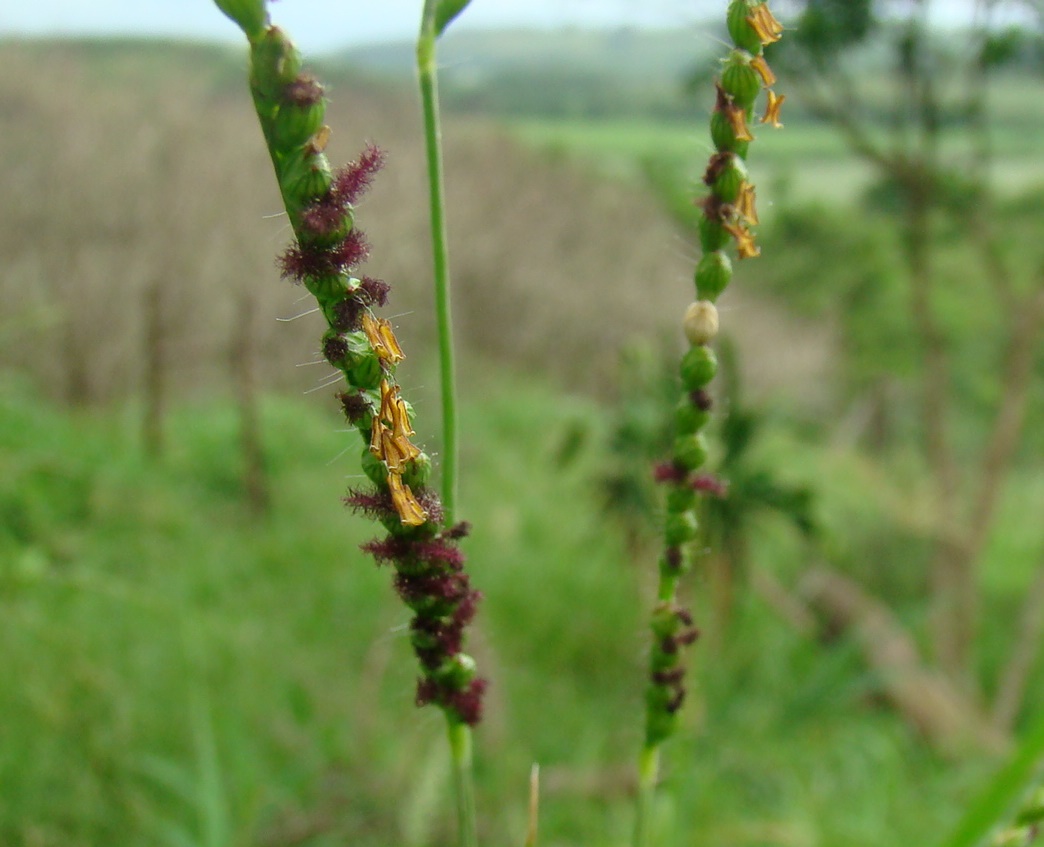 Environmental Rehabilitation and Indigenous Landscape Design ...