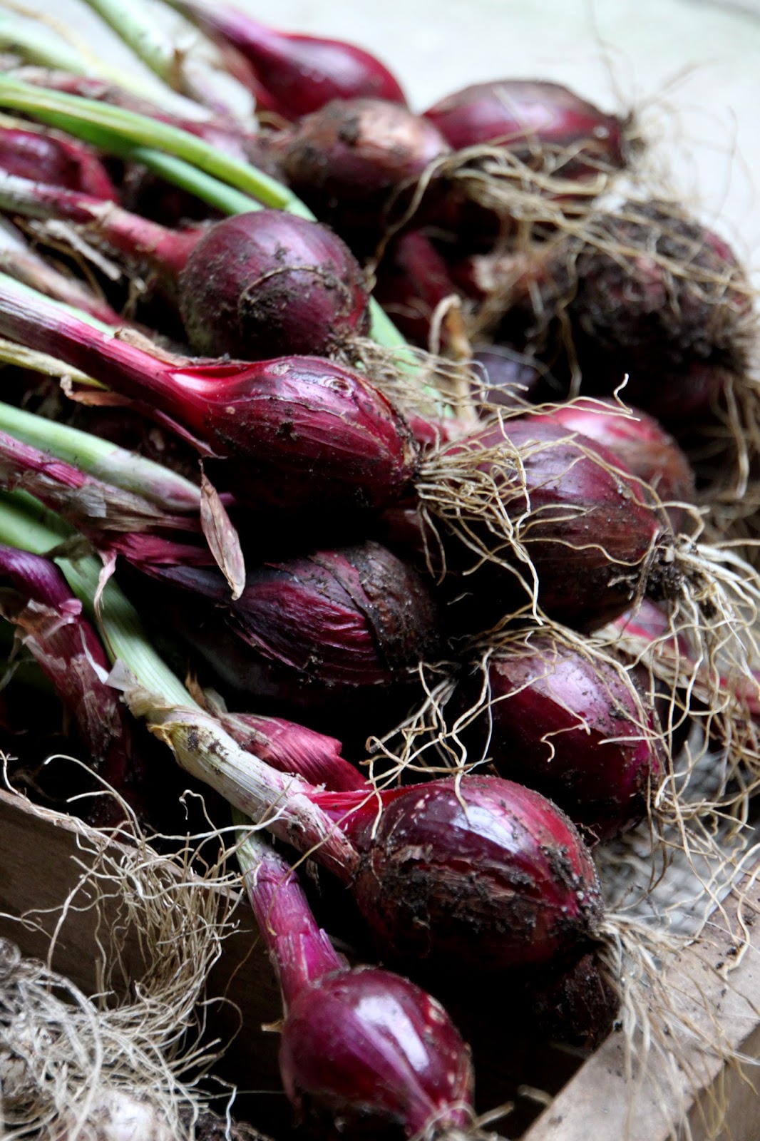 How Does Your Garden Grow? - Tilly's Nest