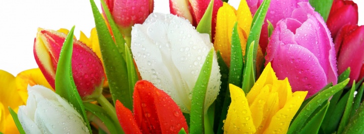 lovely pinky: Tulips Facebook Covers