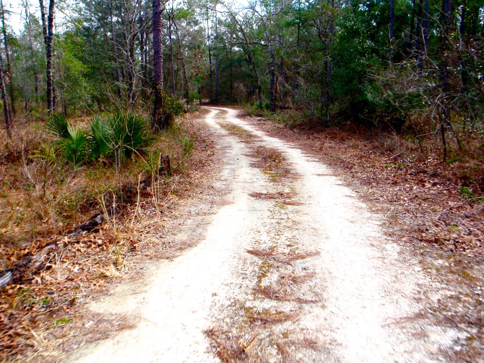 Chuck's Adventures: Cross Florida Greenway Trail