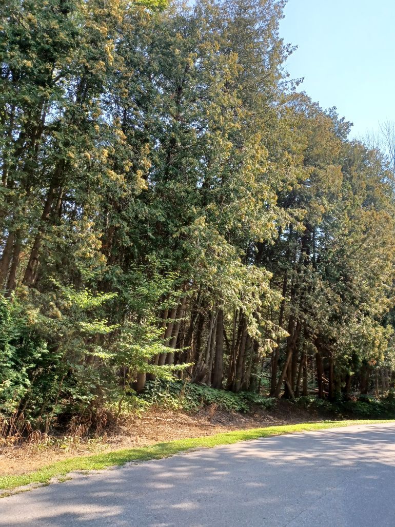 Future Plants by Randy Stewart: Thuja - Arborvitaes