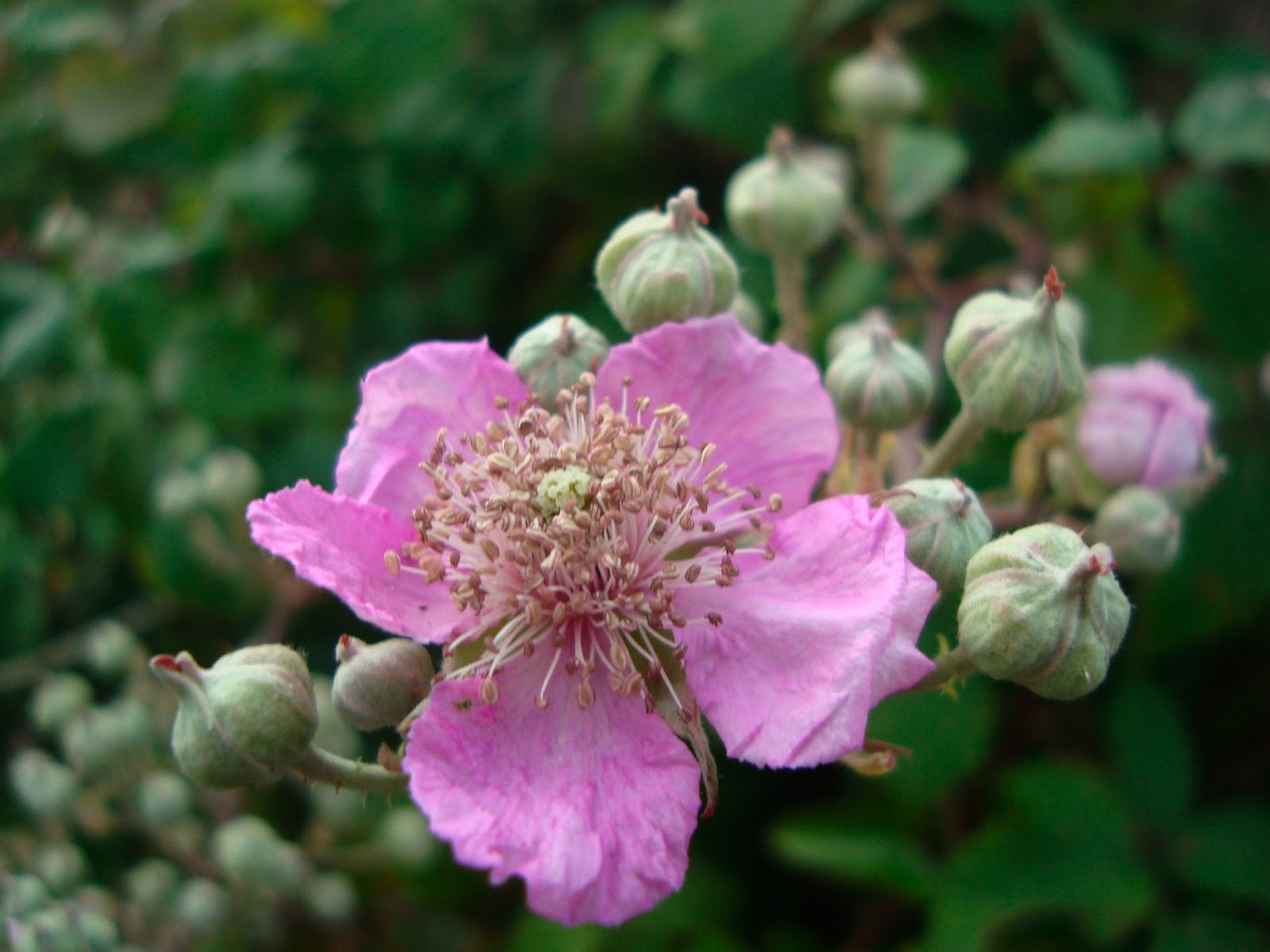 LA ZARZAMORA ( RUBUS ULMIFOLIUS ) - El Jardín de Elbe
