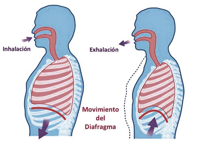 C NATURALES GRADO 3D°: MOVIMIENTOS DE LA RESPIRACIÒN.