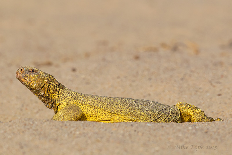 Kuwait Birding: Feathers and scales