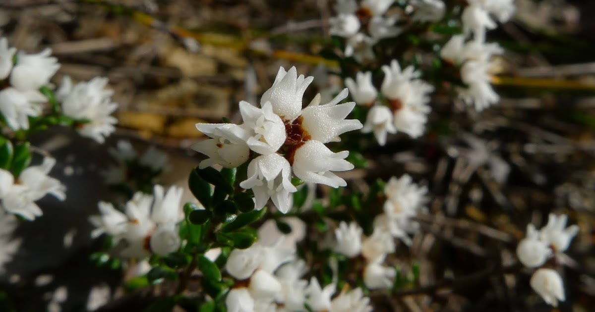 Variety of Life: Cryptandra