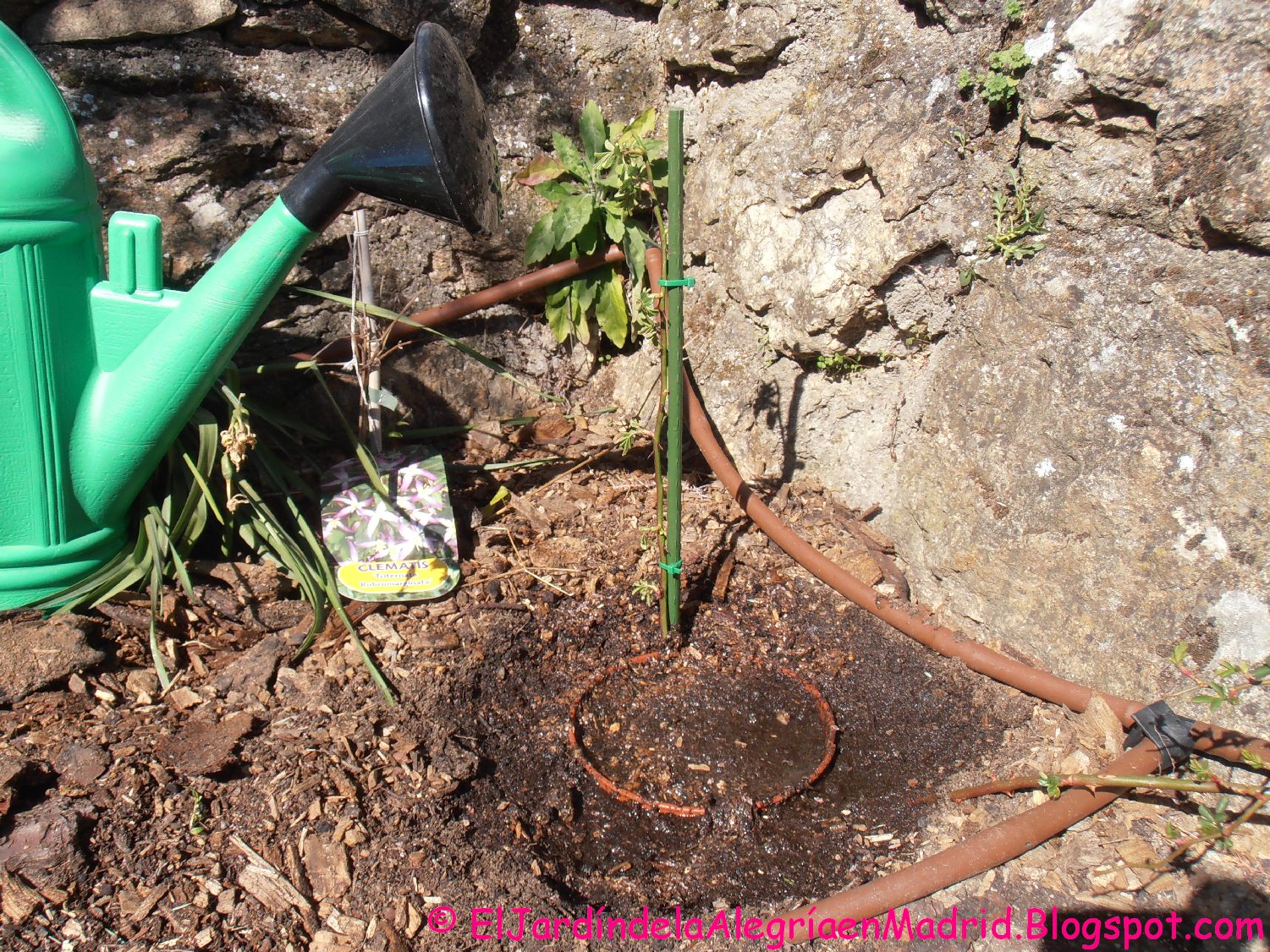 El jardín de la alegría : Reproducir rosales (I) Cómo realizar un acodo ...
