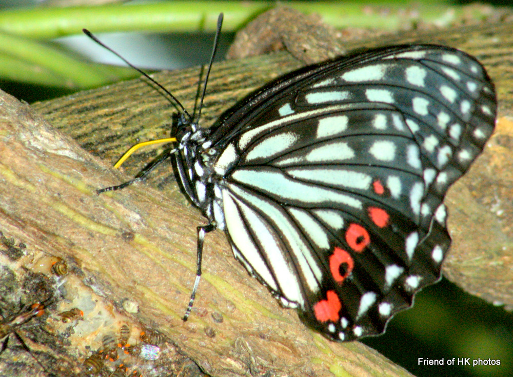 Photographic Wildlife Stories in UK/Hong Kong: Enjoying a drink----tree ...