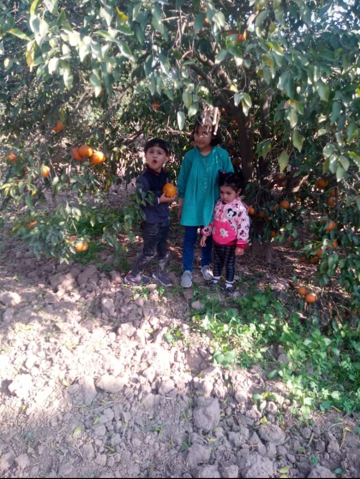 Orange Farms Sargodha Pakistan produce best oranges| export| A visit to ...