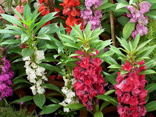 Balsamine - Impatiens - Balsamina - Balsamina