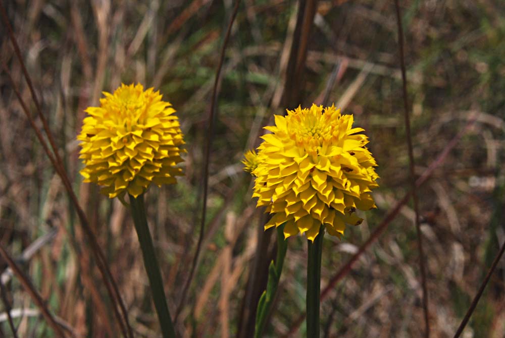 Space Coast Wildflowers: Pitcher Plants of the St. Sebastian River ...