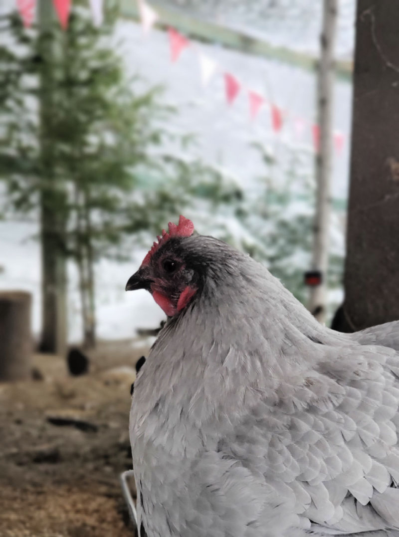 How to Winterize your Chicken Run - Fresh Eggs Daily® with Lisa Steele