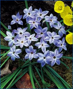 Simple Blue: Spring Bulbs