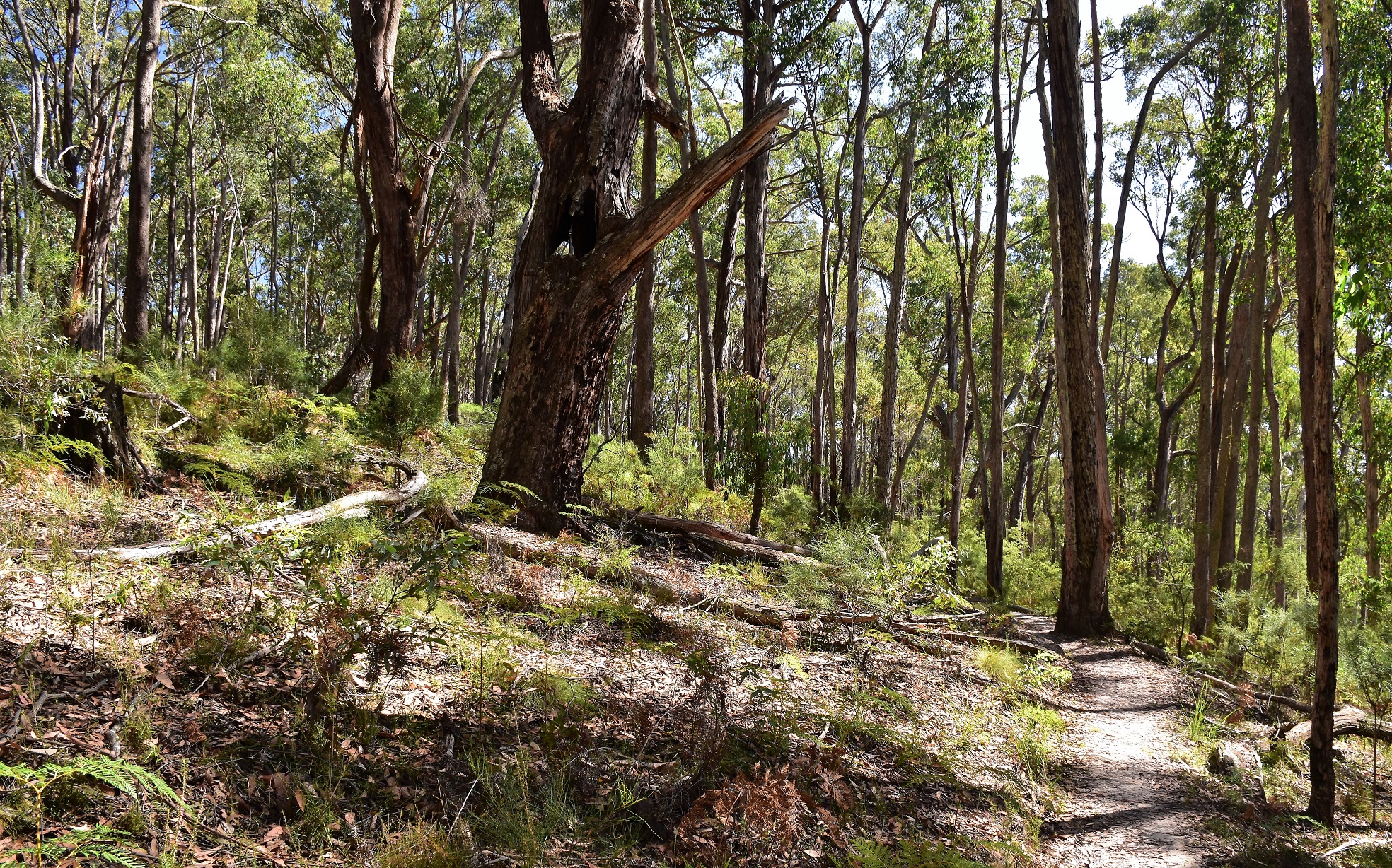 Goin' Feral One Day At A Time: Whipstick Loop Walk, Wombat State Forest ...