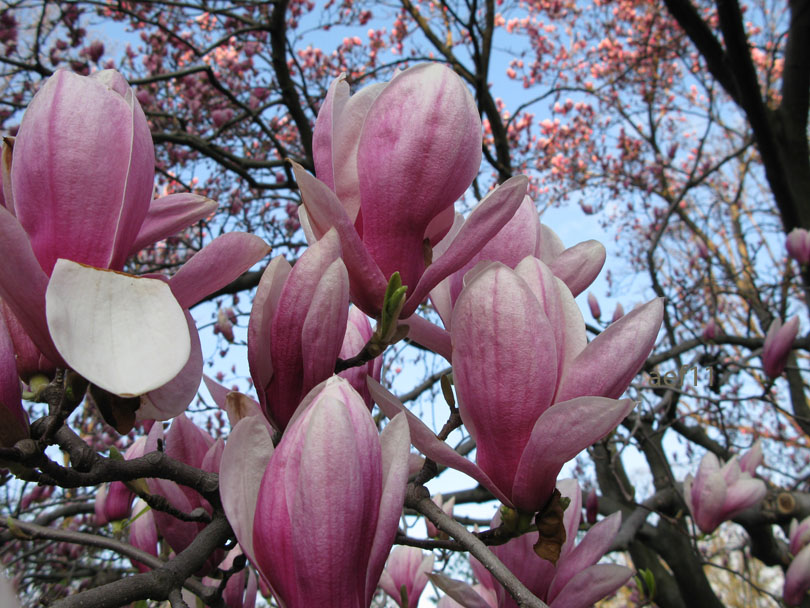 arborboy: Magnolia x soulangiana (saucer magnolia)