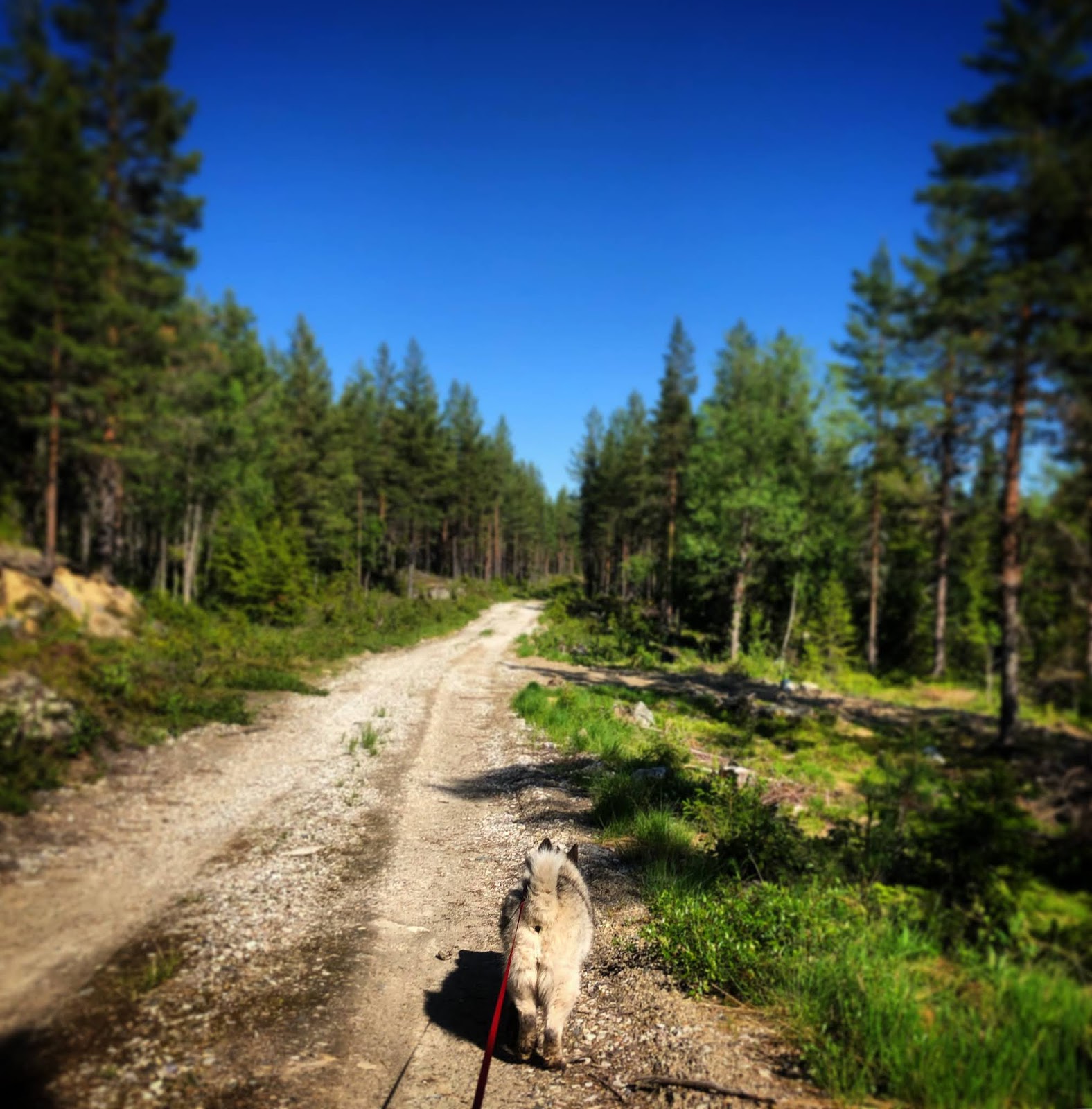 Elgseter: Varm sommerdag med tur innover Ledsagervegen