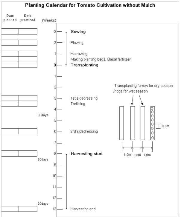 Tomato (Kamatis) Cultivation Guide: All You Need to Know in Planting ...