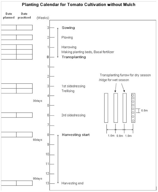Tomato (Kamatis) Cultivation Guide: All You Need to Know in Planting ...