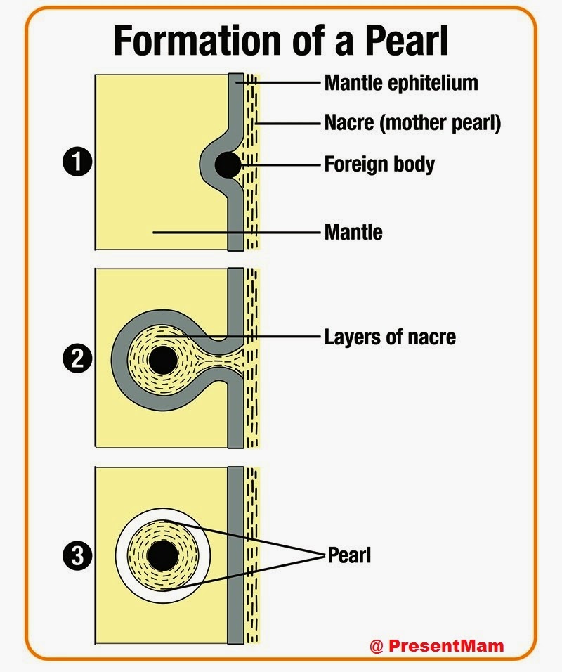 Oyster Pearl Formation