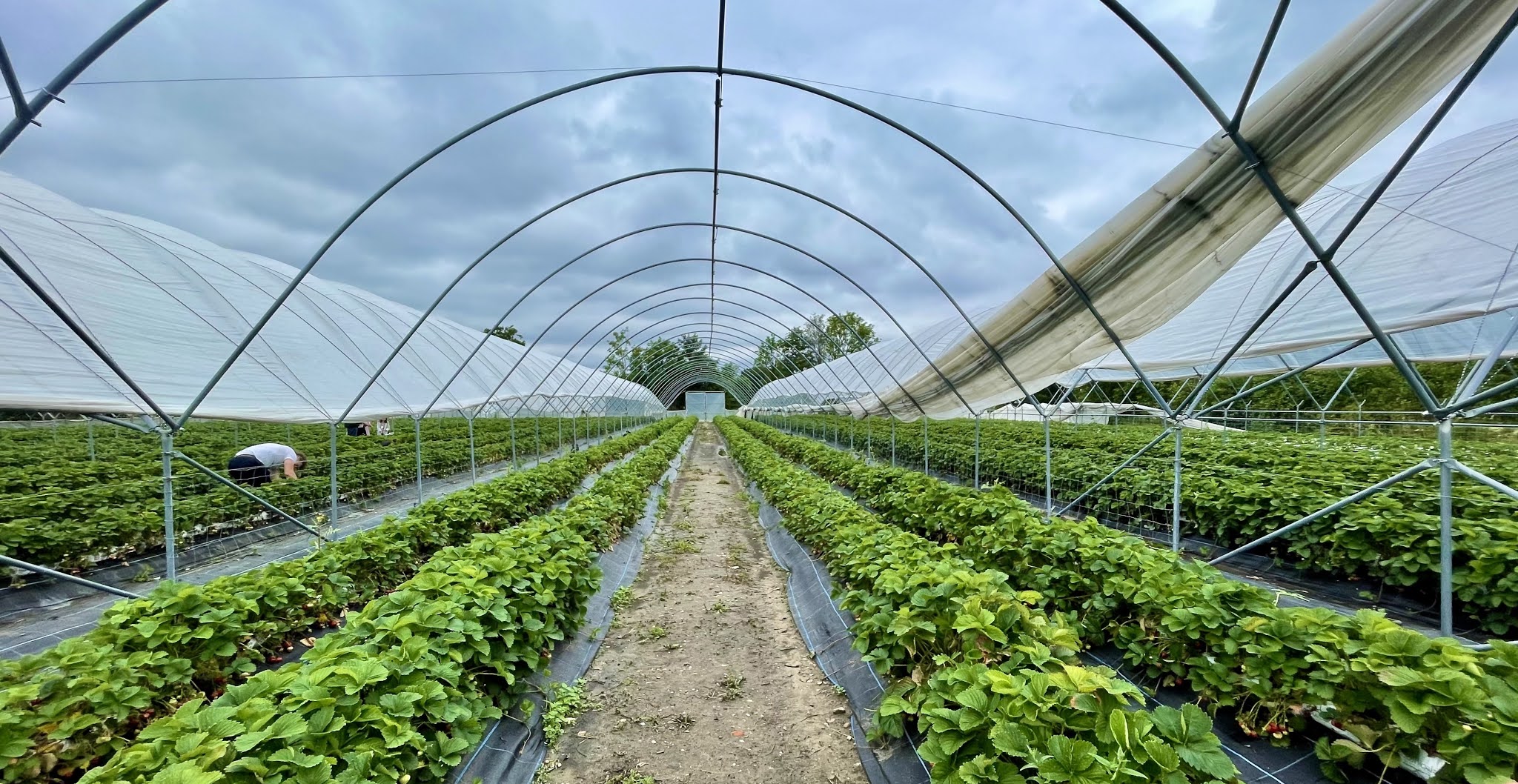 Nature Speaks: Strawberry Production Systems