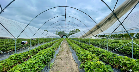 Nature Speaks: Strawberry Production Systems