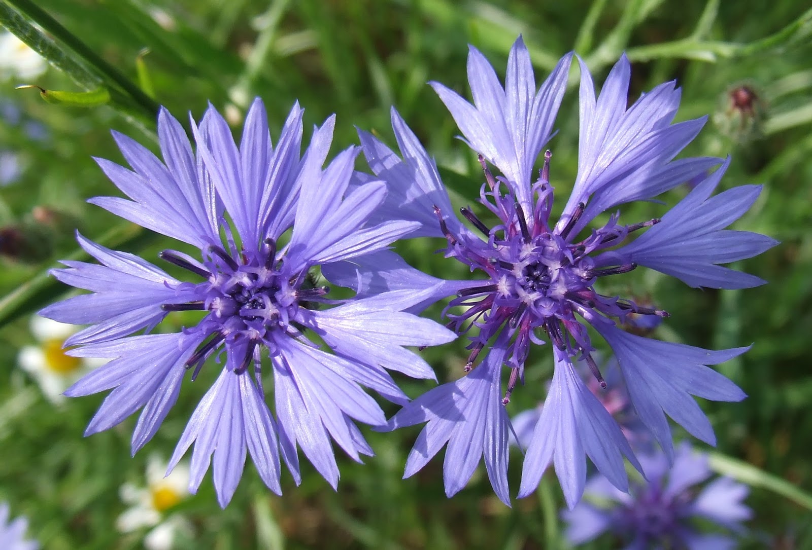 Plant World: Centaurea cyanus