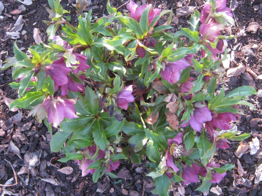 Future Plants by Randy Stewart: Helleborus